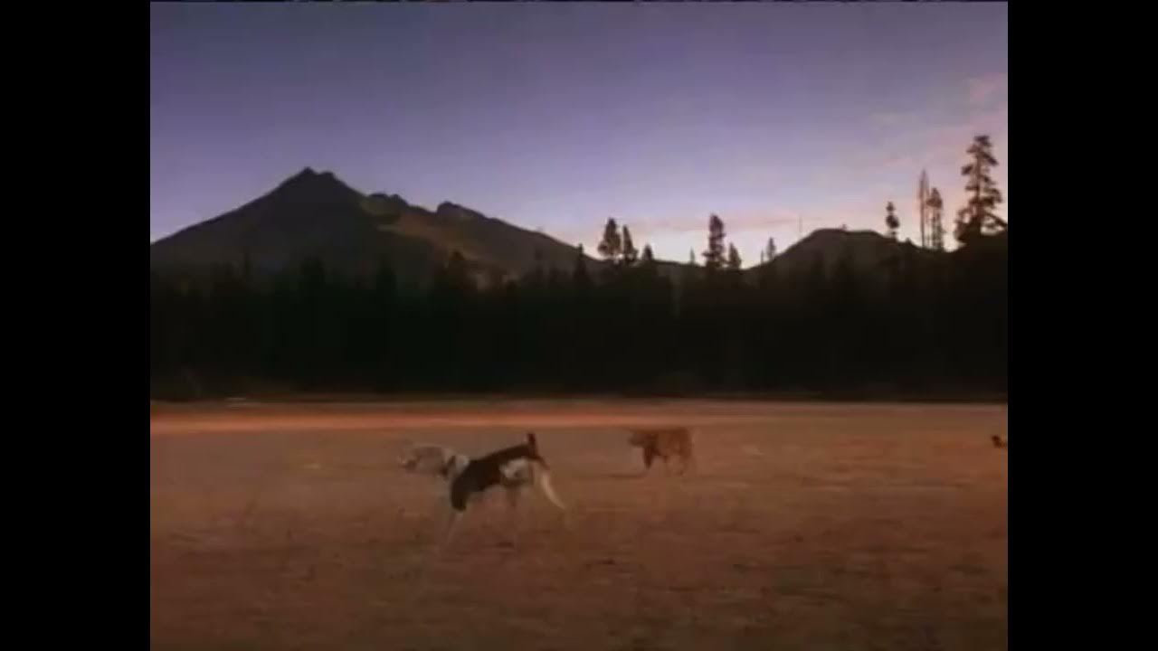 Disney Channel Homeward Bound: The Incredible Journey Promo (September 2009) - YouTube