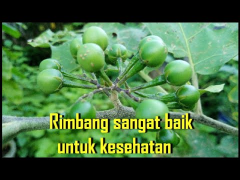 Rimbang Atau Tekokak Sangat Bermanfaat Untuk Kesehatan || Juice Rimbang ...