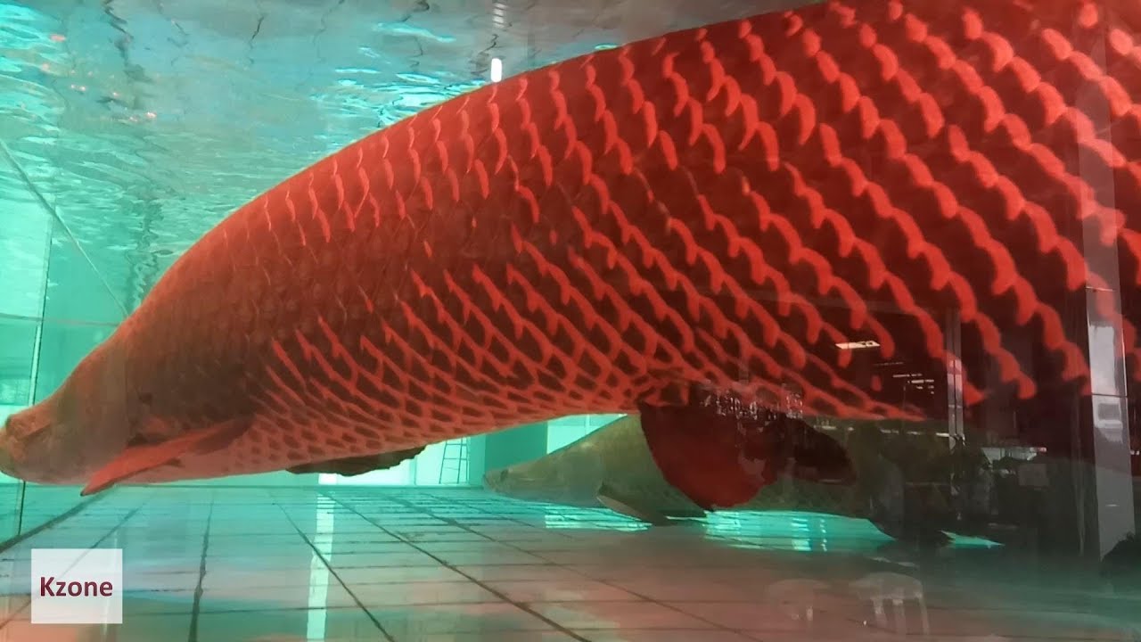 Giant arapaima fish - River Monster Kzone - YouTube