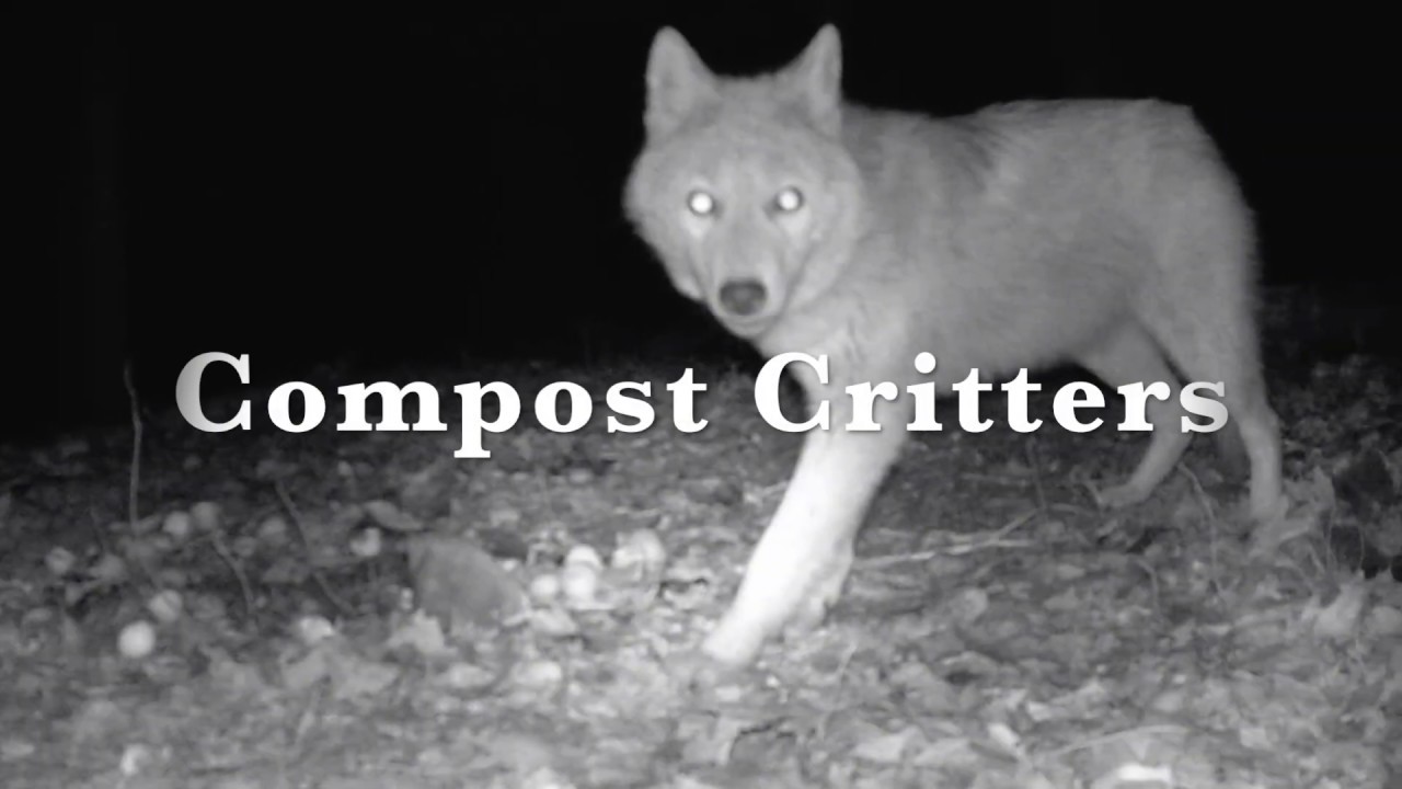 Compost Critters, Season 3, Episode 13 - YouTube