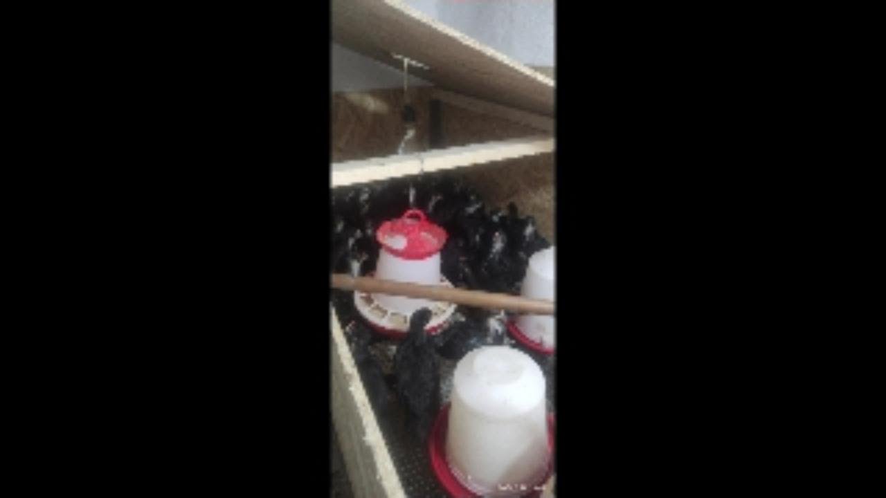 Pui de Australorp Negru! Cum am construit maternitatea unde crestem pui ...