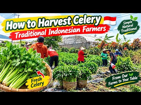Manual celery harvesting carried out by Indonesian farmers. Fertile, fresh and fragrant