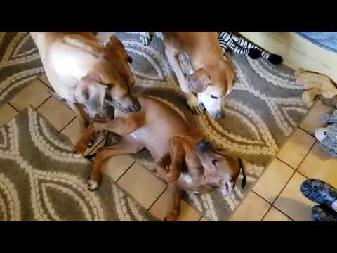 Puppy with razor teeth verses 2 adults. It's all play and the pup instigates it.