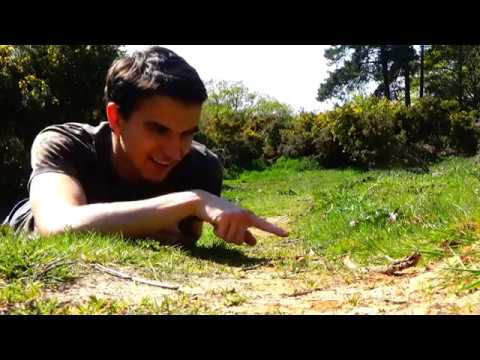 THE BEE FLY - THE ULTIMATE BEE IMPOSTER! - YouTube