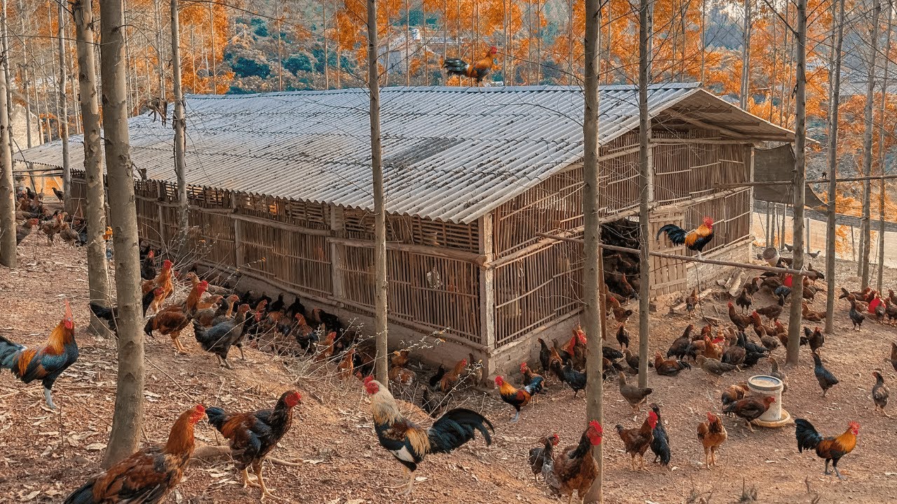 How to raise 2000 chickens in the mountains | Poetic chicken farm - YouTube
