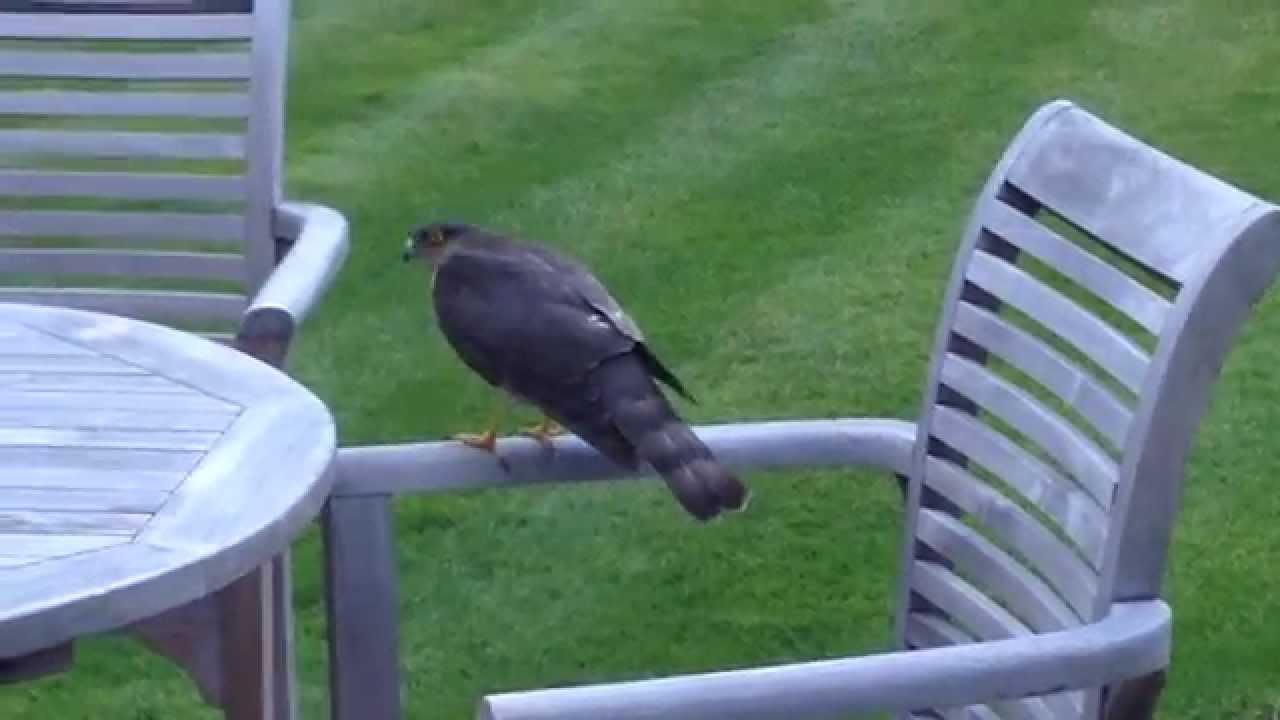Sparrowhawk attacks a Dove | London - YouTube
