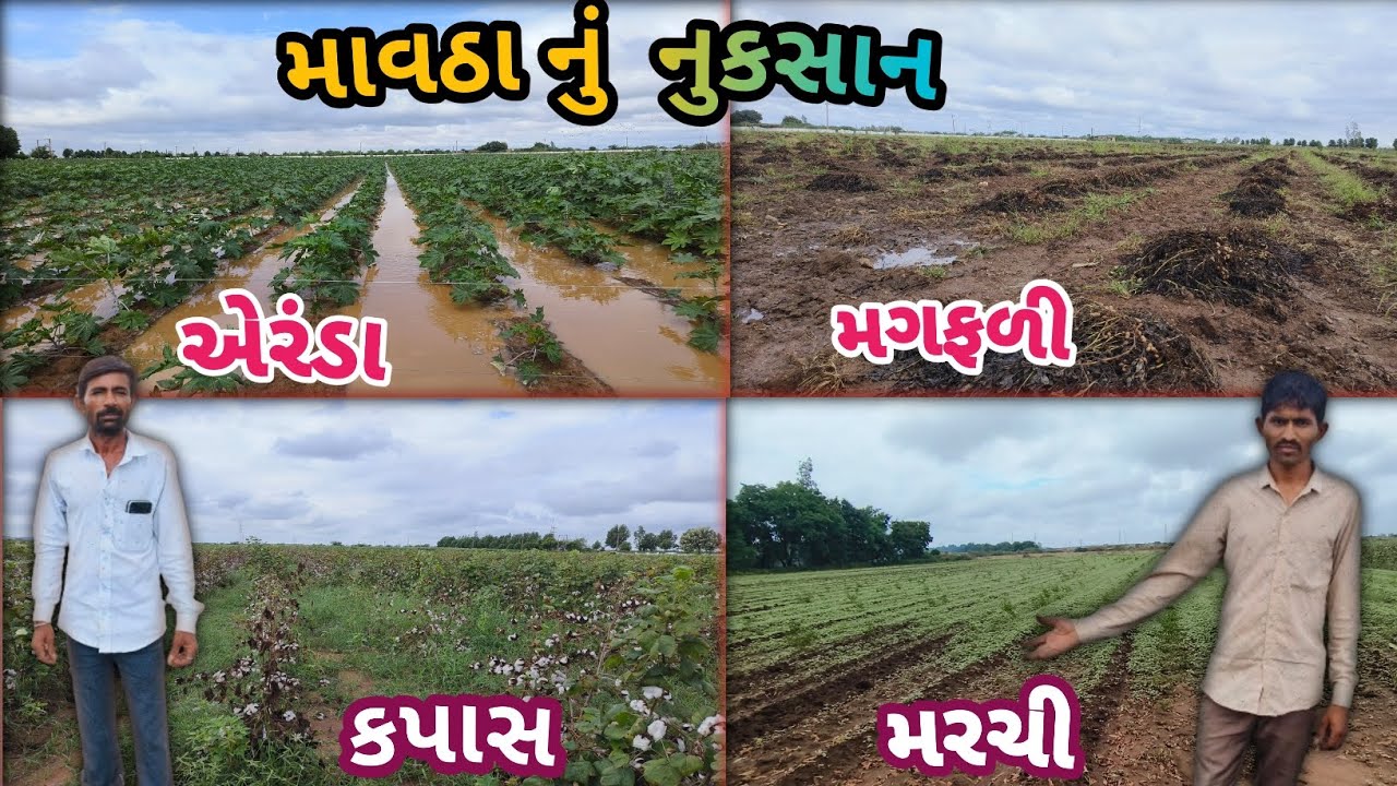 માવઠા નુ મોટું નુકસાન // lilo dushkal mavdha ni ler🌦️// જય જવાન જય ...