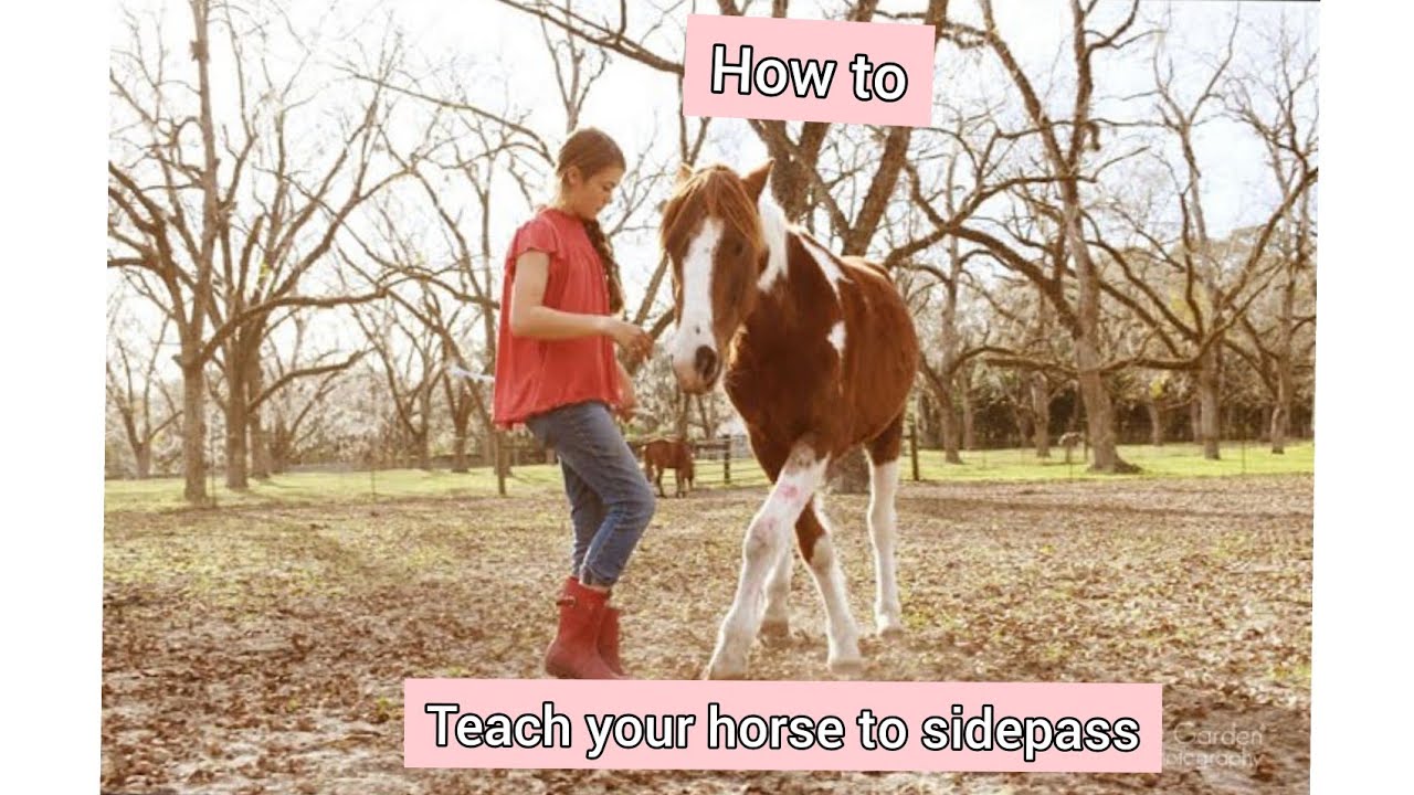 How to: Teach your horse to side pass towards you and towards mounting ...