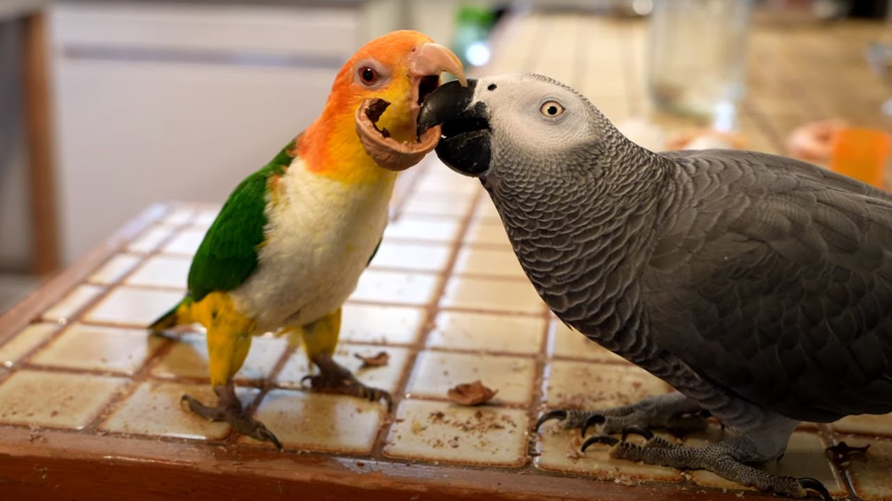 Christmas Eve | Live with Apollo the Talking Parrot - YouTube