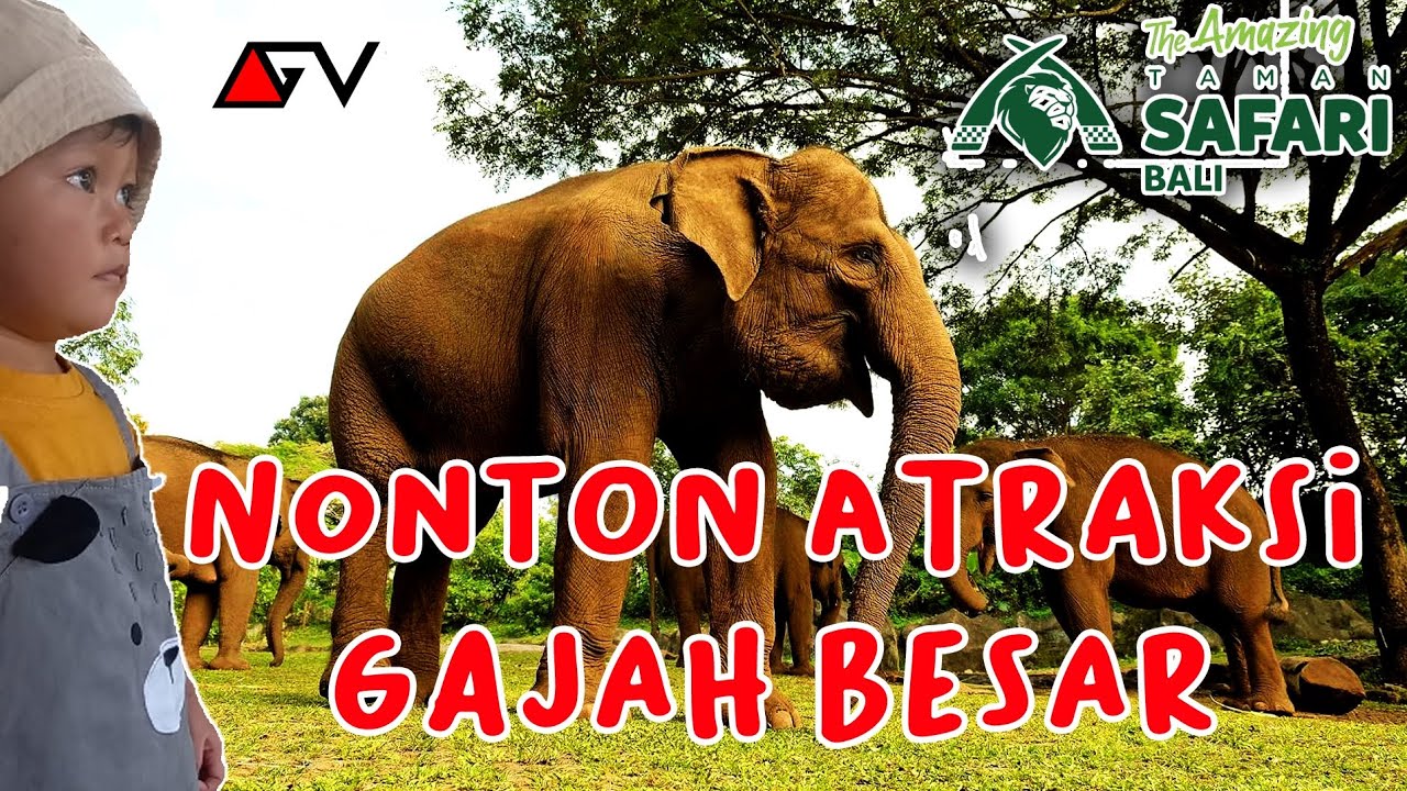 NONTON PERTUNJUKAN GAJAH DI KEBUN BINATANG | ZOO | AGV - YouTube