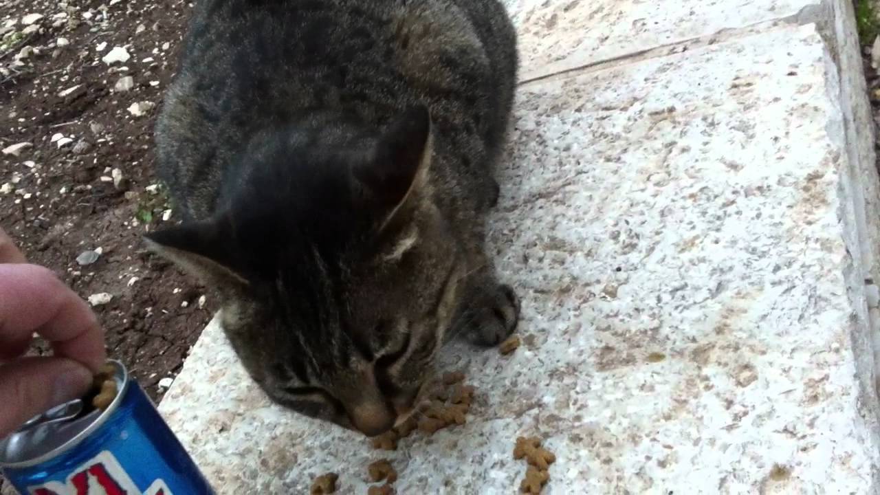 cat drinks energy drink - YouTube