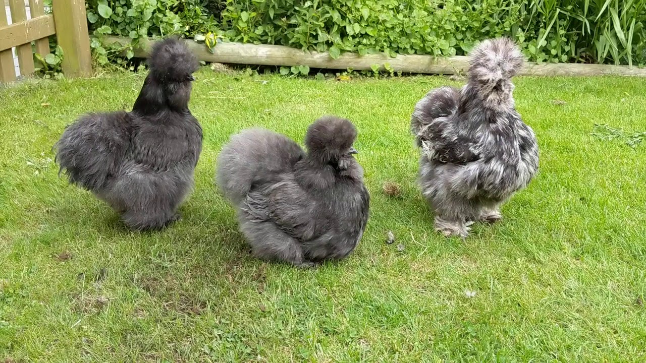 Blue and splash silkies - YouTube