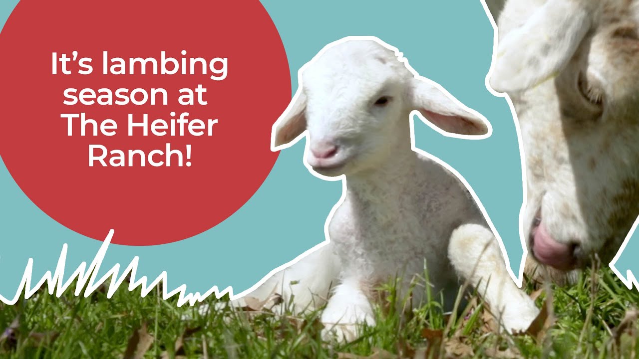 Adorable Baby Sheep Takes Its First Steps – Heifer International - YouTube