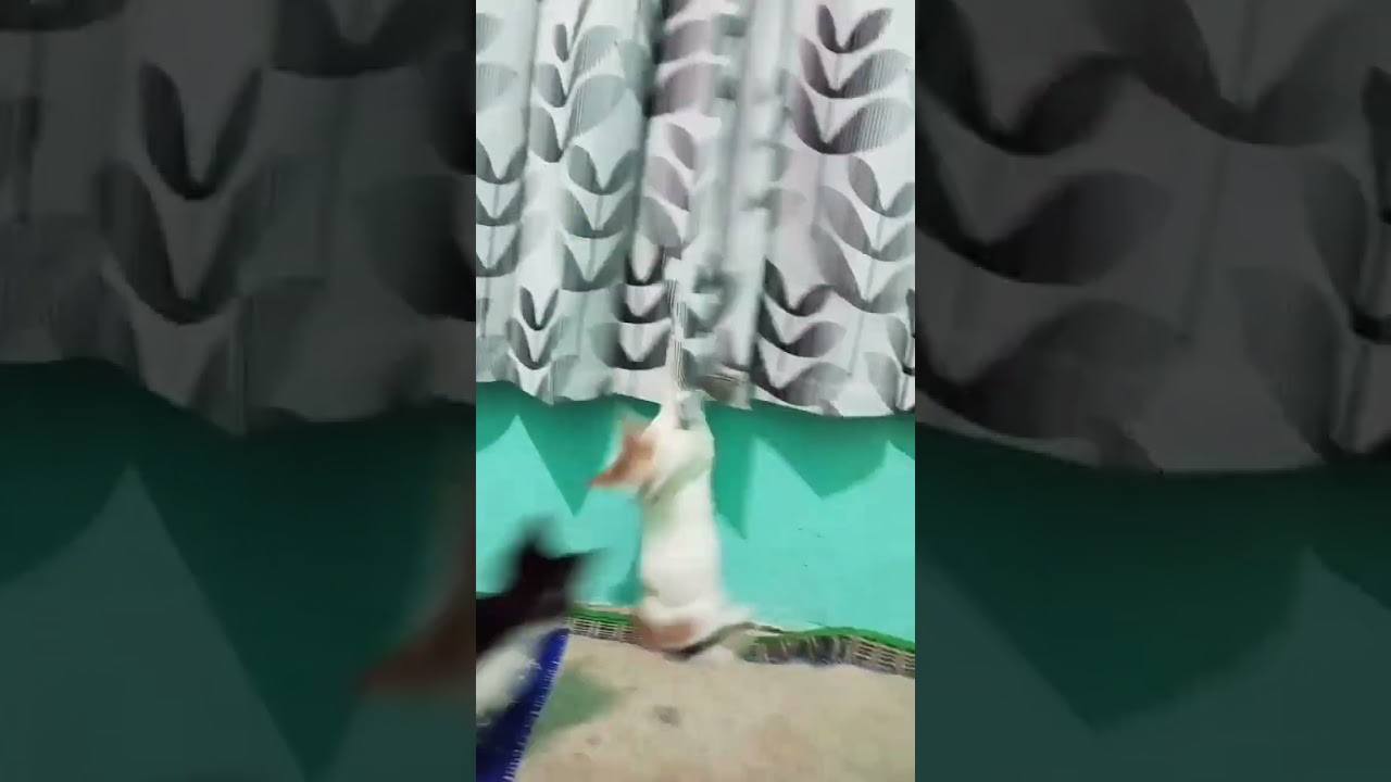 Digangguin terus #shorts #youtubeshorts #kucing #kucinglucu - YouTube