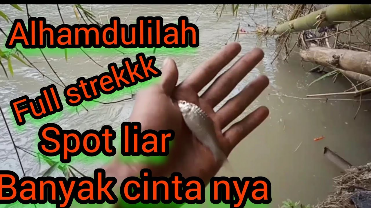 umpan paling jitu||terlalu jitu umpan ini untuk mancing ikan wader plung yuttt pesta strekk ...