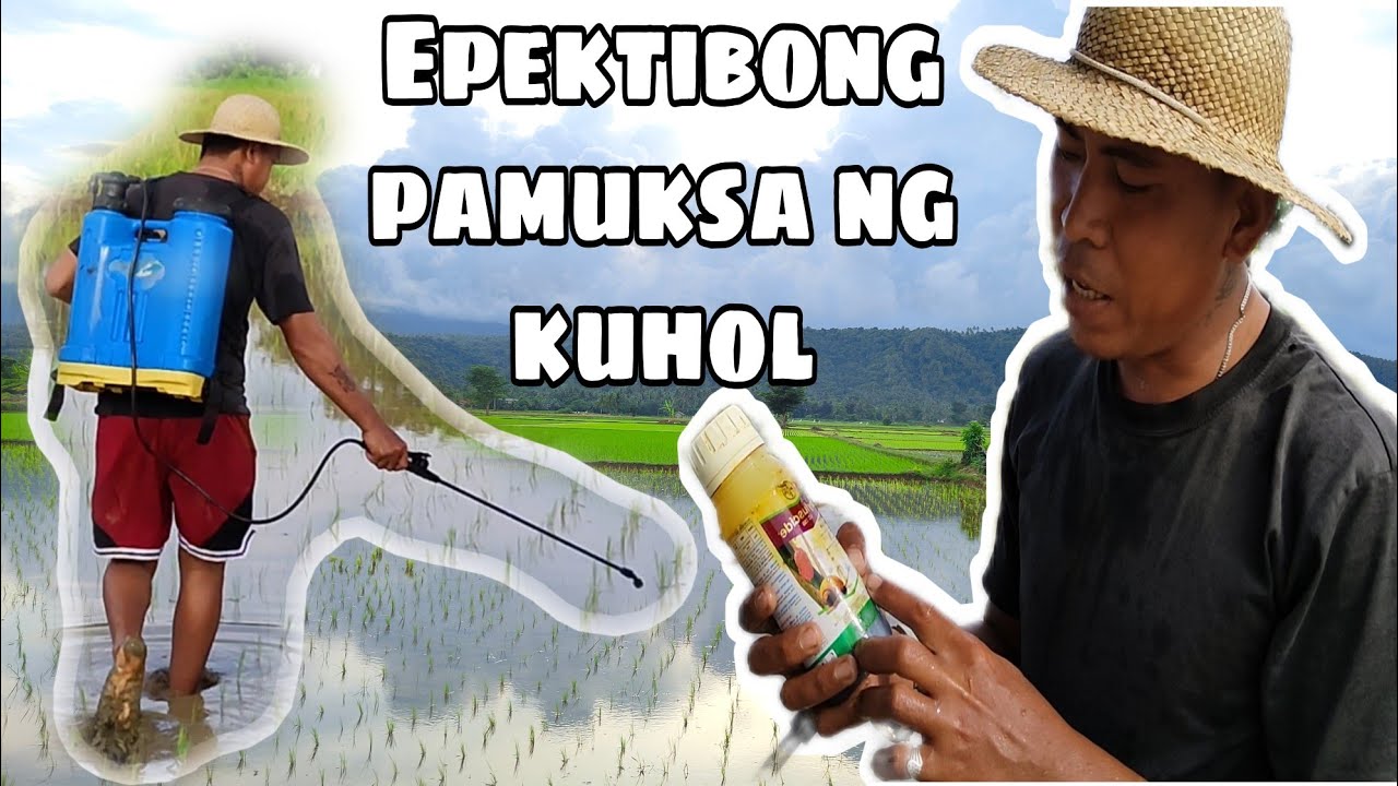 EPEKTIBONG PAMUKSA NG KUHOL SA PALAYANAN 🌾👍 WITHIN 20-30 MINS ...