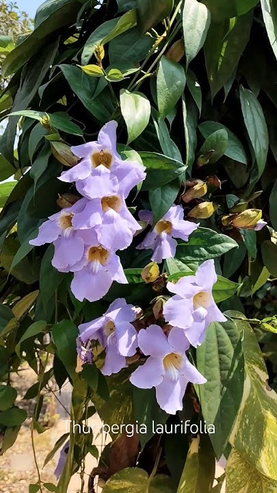 Тунбергия лавролистная. Thunbergia laurifolia. - YouTube