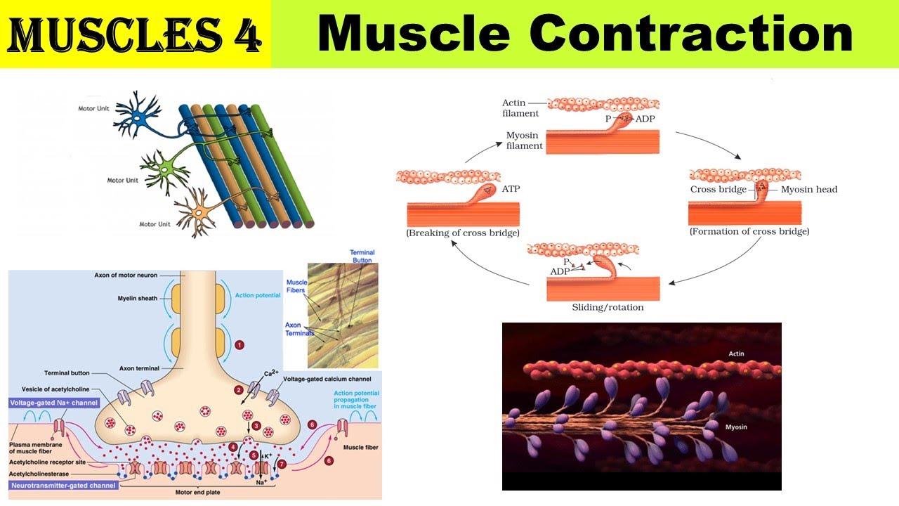 Muscles 4 | Mechanism of Muscle Contraction | Sliding filament theory ...