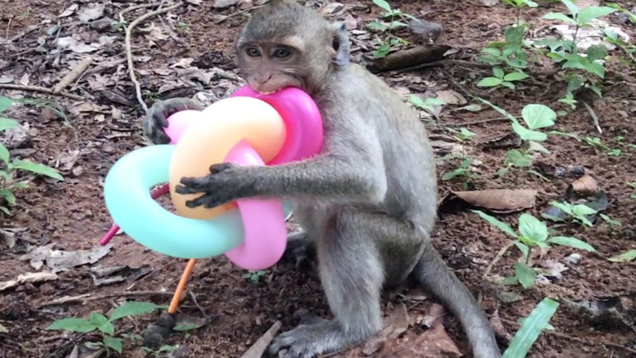 Monkey playing balloons - Teenage monkey and baby monkey playing - YouTube