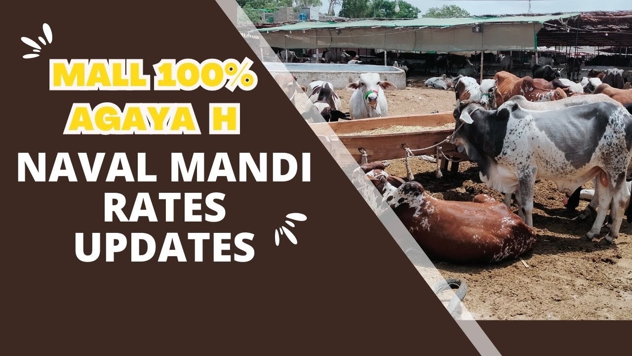 Naval mandi 2023 Naval cow mandi latest Rates Updates Season 2023 - YouTube