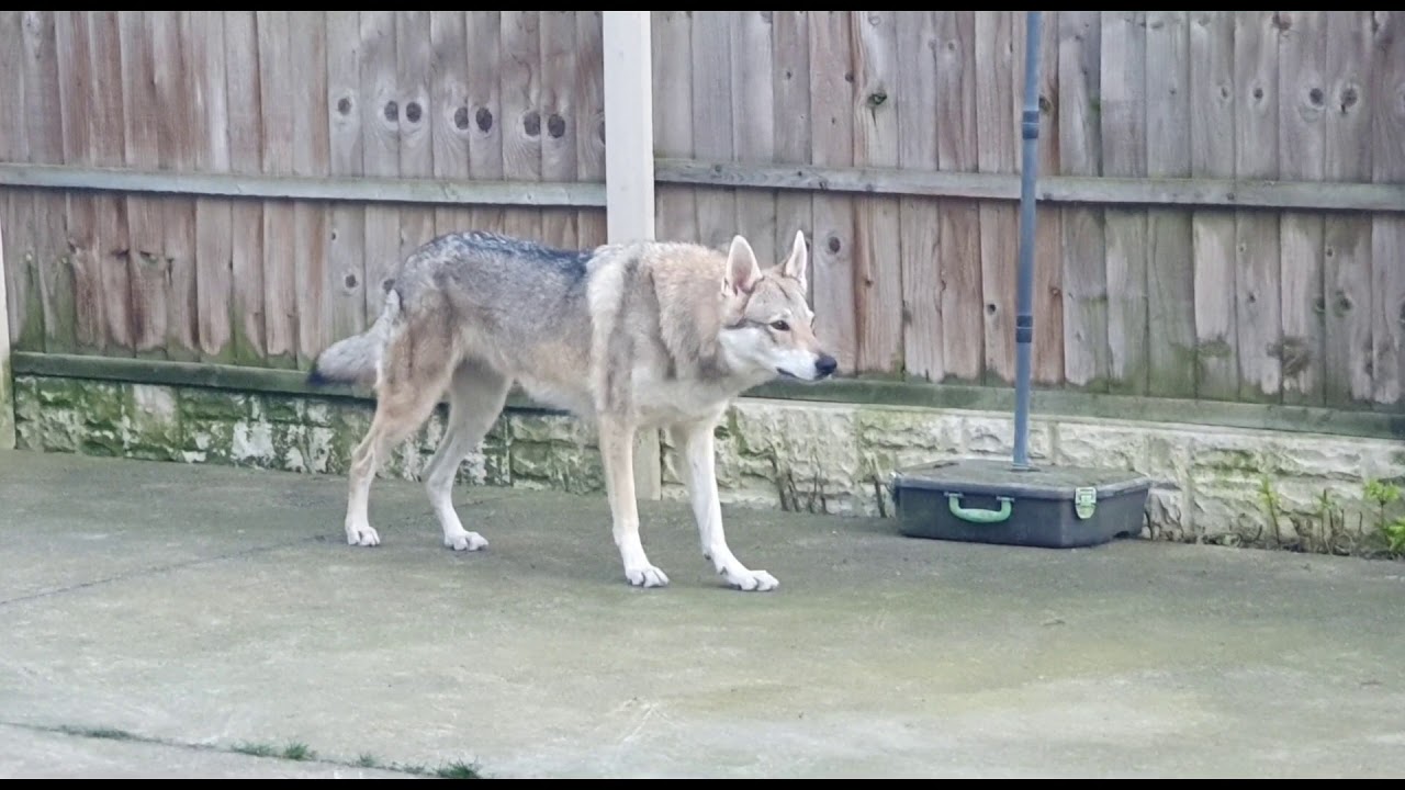 Skye Siberian Husky and Tala Czechoslovakian Vlcak Wolfdog don't need a ...