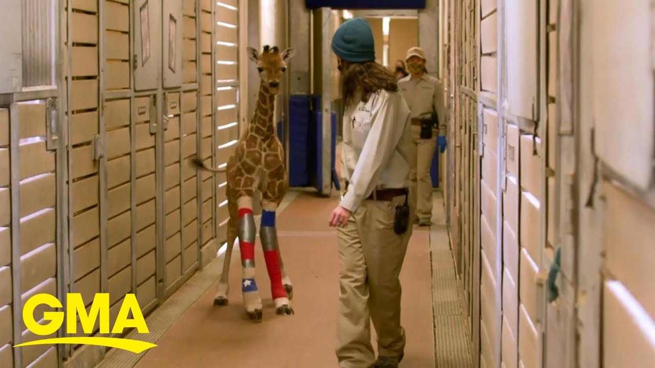 Giraffe gets custom braces made to fix abnormality in her legs l GMA ...