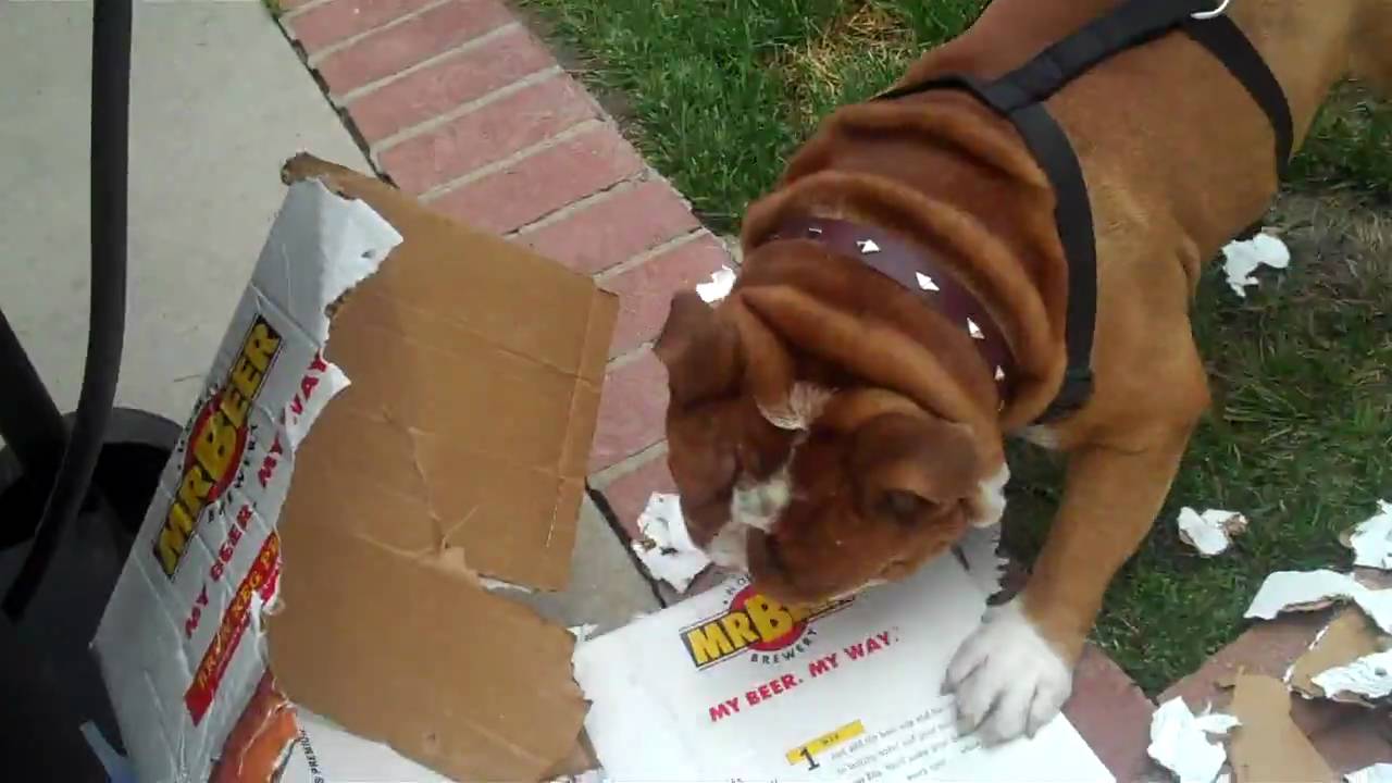 vinny the dog goes romping - YouTube