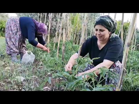 💢🌿Domatesin Filizleri  Mutlaka Kopartılır Yoksa Verimi Olmaz🌿Anacımla Domates Filizi Kırdık