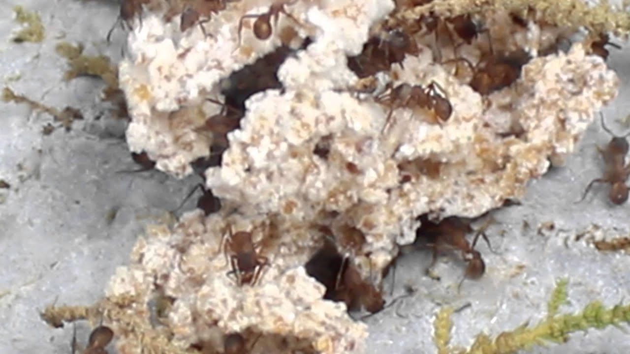 Tar Heel Ants Ant Colony and Queen Ant Update I-Revised - YouTube