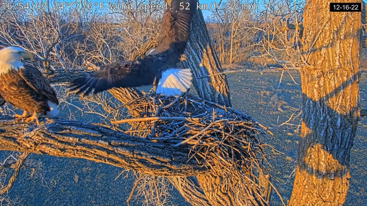 Kansas Bald Eagles 12-16-22. The Eagles Have Landed @ Farmer Derek's ...
