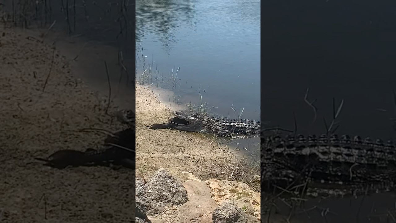 Crazy alligator eating Pleco! #fishing #bass #pleco #aligator - YouTube