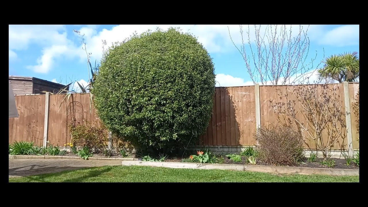 shrub hair cut clip. satisfying hedge trimming - YouTube