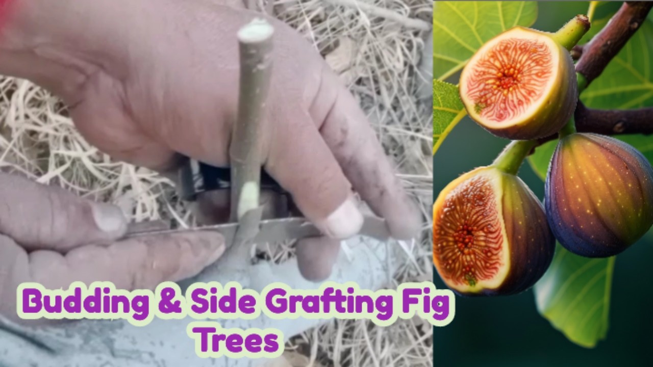 How to Budding and Side Grafting Fig Trees ? Grafting Tips and Tricks ...