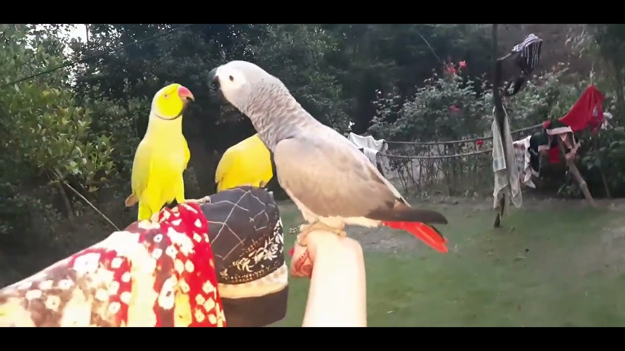 African Grey Parrot Talking with Indian Parrot | #parrot #parrots - YouTube