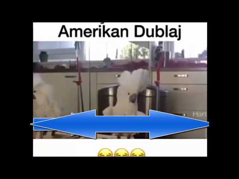 Ateist Papağan İçerde Amerikan Dublajj