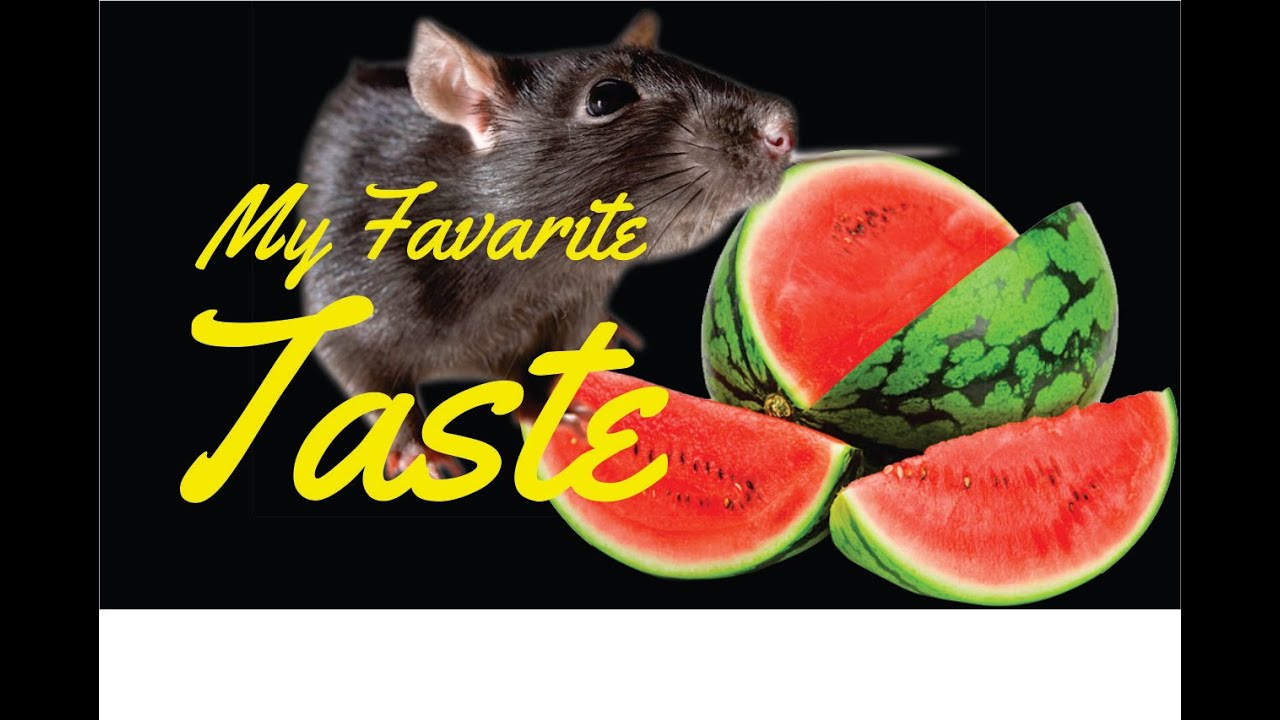 Mouse eating watermelon - YouTube