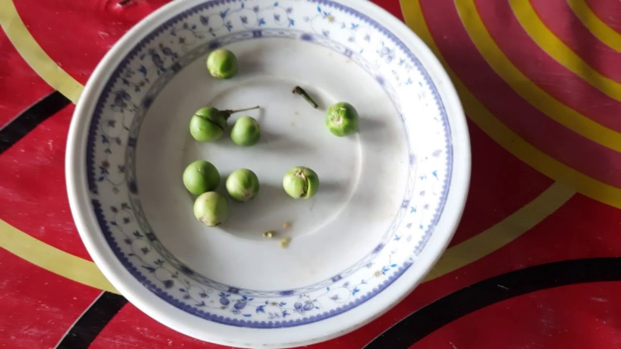 Obat di sengat lebah/tawon.. - YouTube