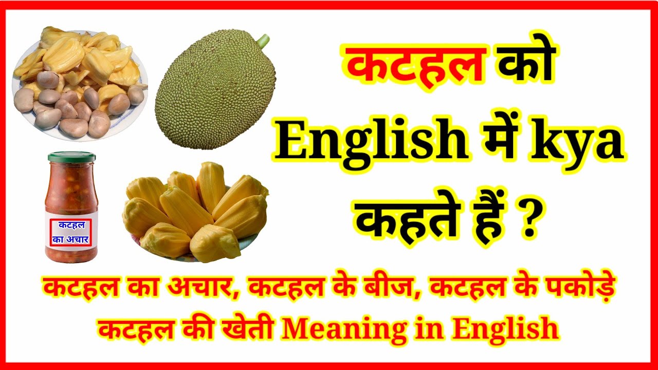 कटहल को इंग्लिश में क्या कहते हैं | Kathal ko English mein kya Kahate ...