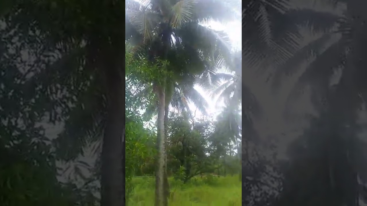 Sebidang taman kebun - YouTube