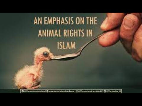 Animals Rights in Islam: Respect, and Symbolism! Yzee News Exclusive ...