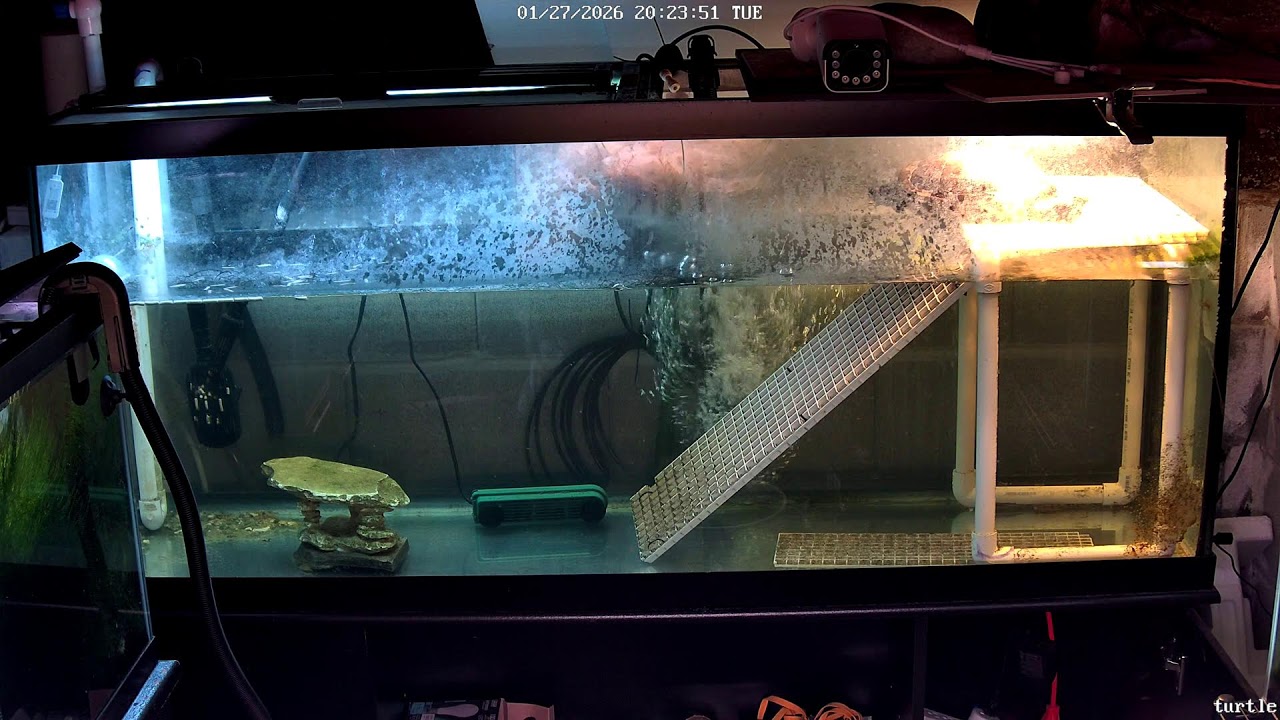 RES Turtle Live Stream - YouTube