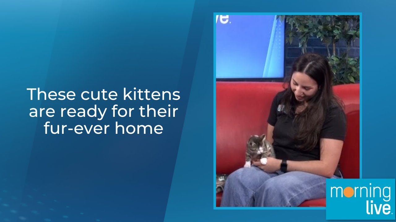 Some cute kittens are ready for their fur-ever home - YouTube