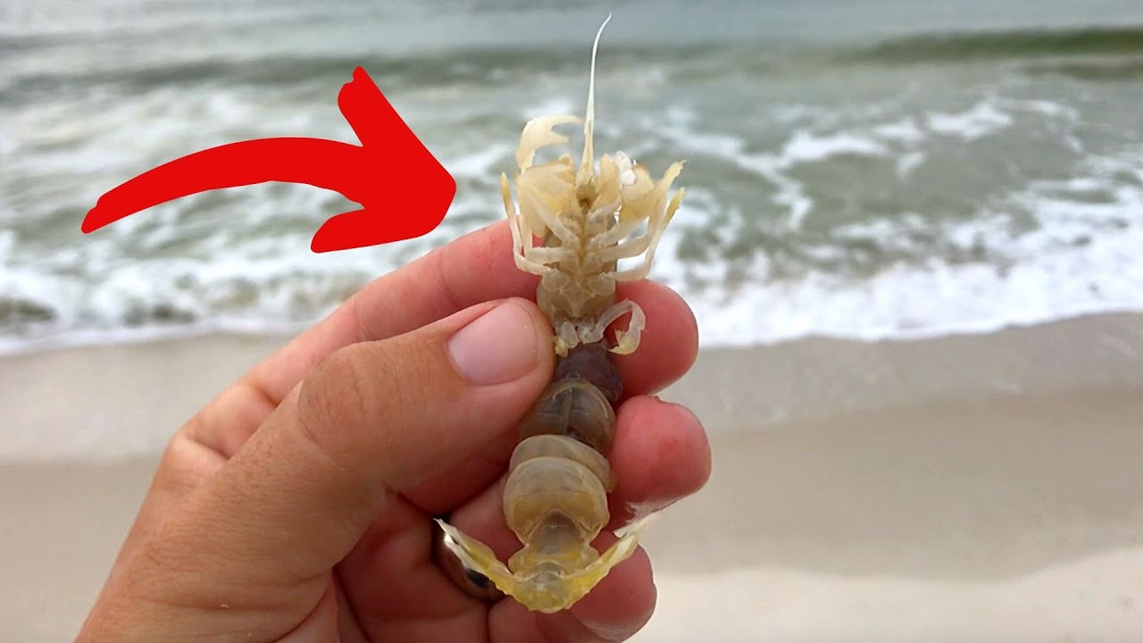 Fishing with Creepy Live Shrimp (NEW PB) - YouTube
