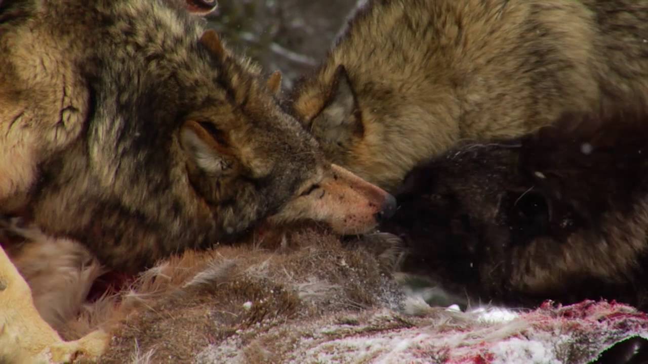 Wolf Encounters In Alaska | Dropped S5.Ep3 "Wolf Breakout" - YouTube