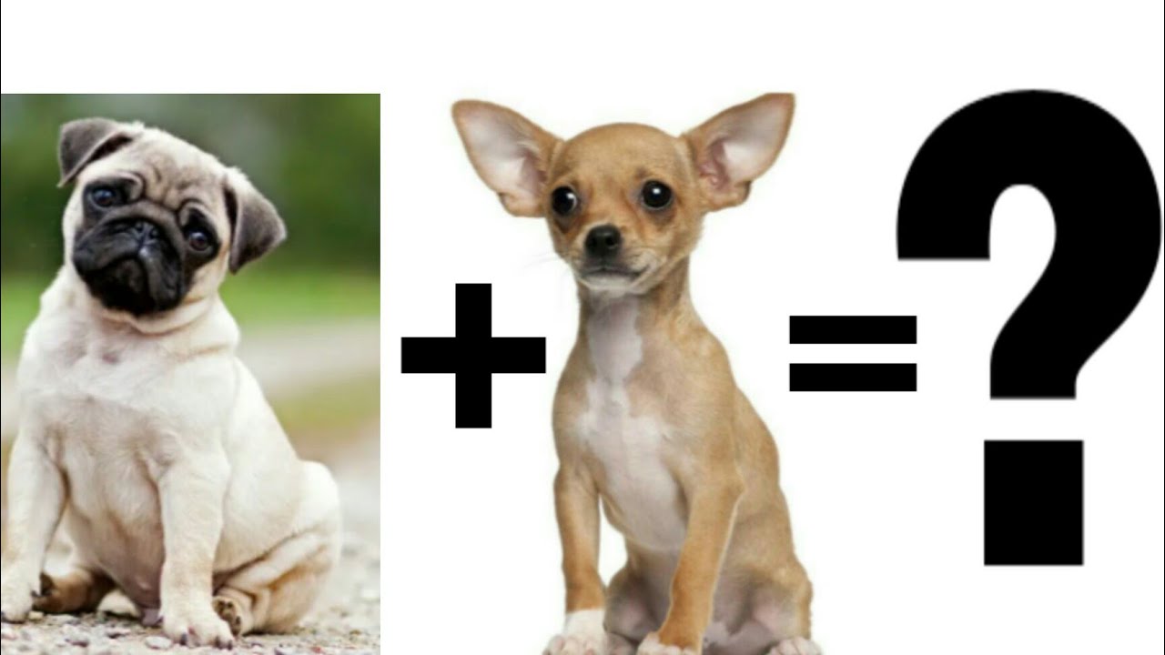 Top 10 mixed dog breed // Ultimate dog channel - YouTube