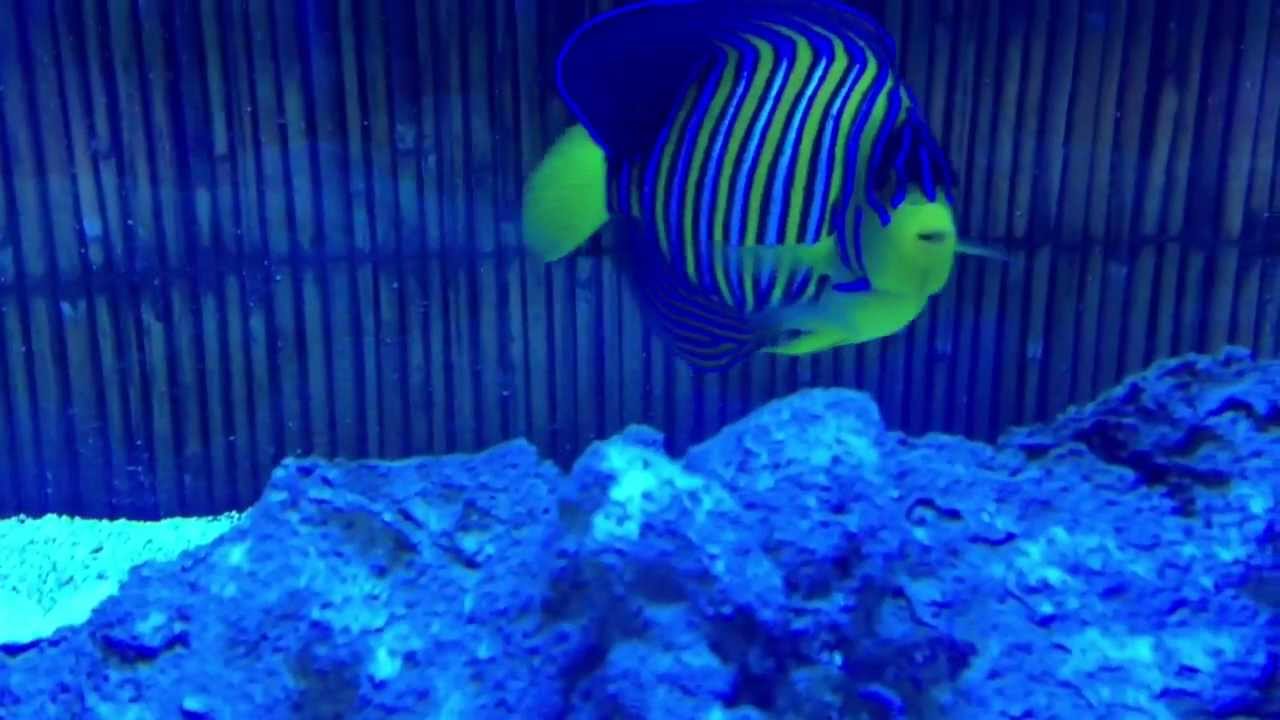 Red Sea Regal Angelfish - YouTube