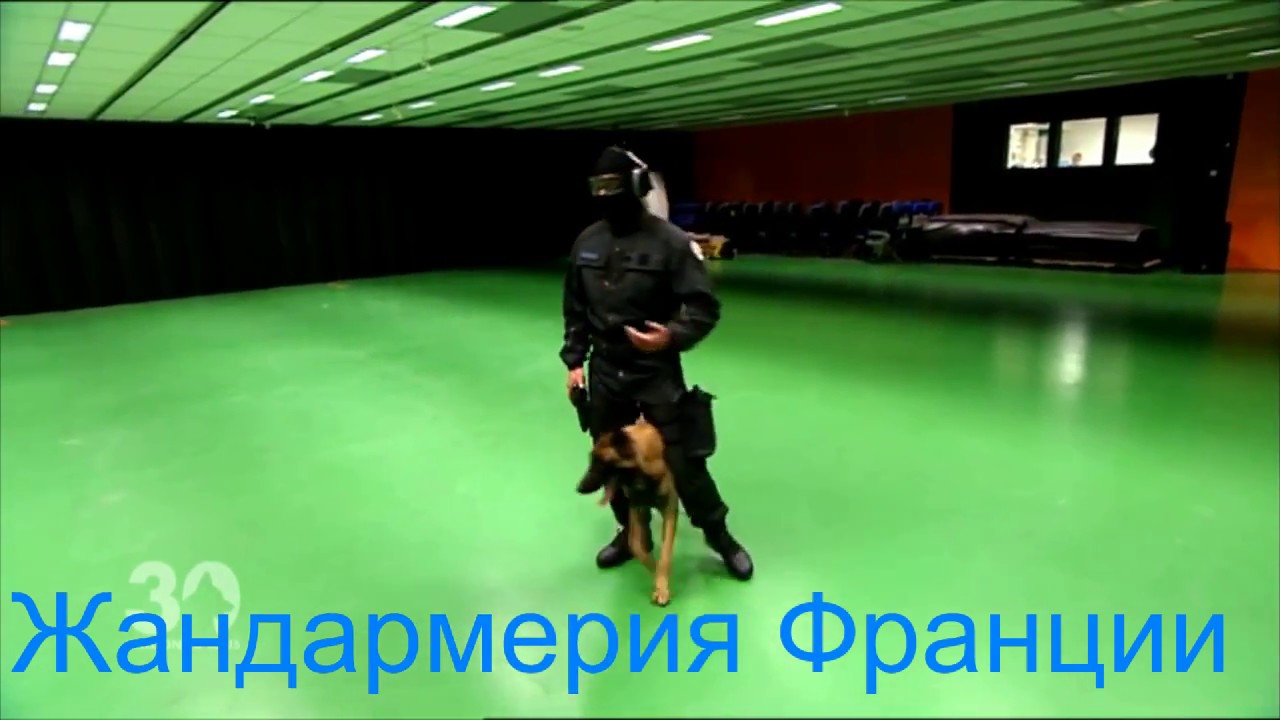 Dogs (K9 UNITS) IN MILITARY AND SPECIAL FORCES tactical obedience with ...