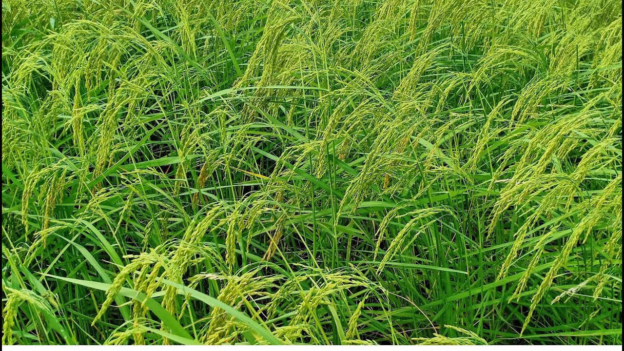 My Mother Rice Look So Good In This Season, YT MN - YouTube