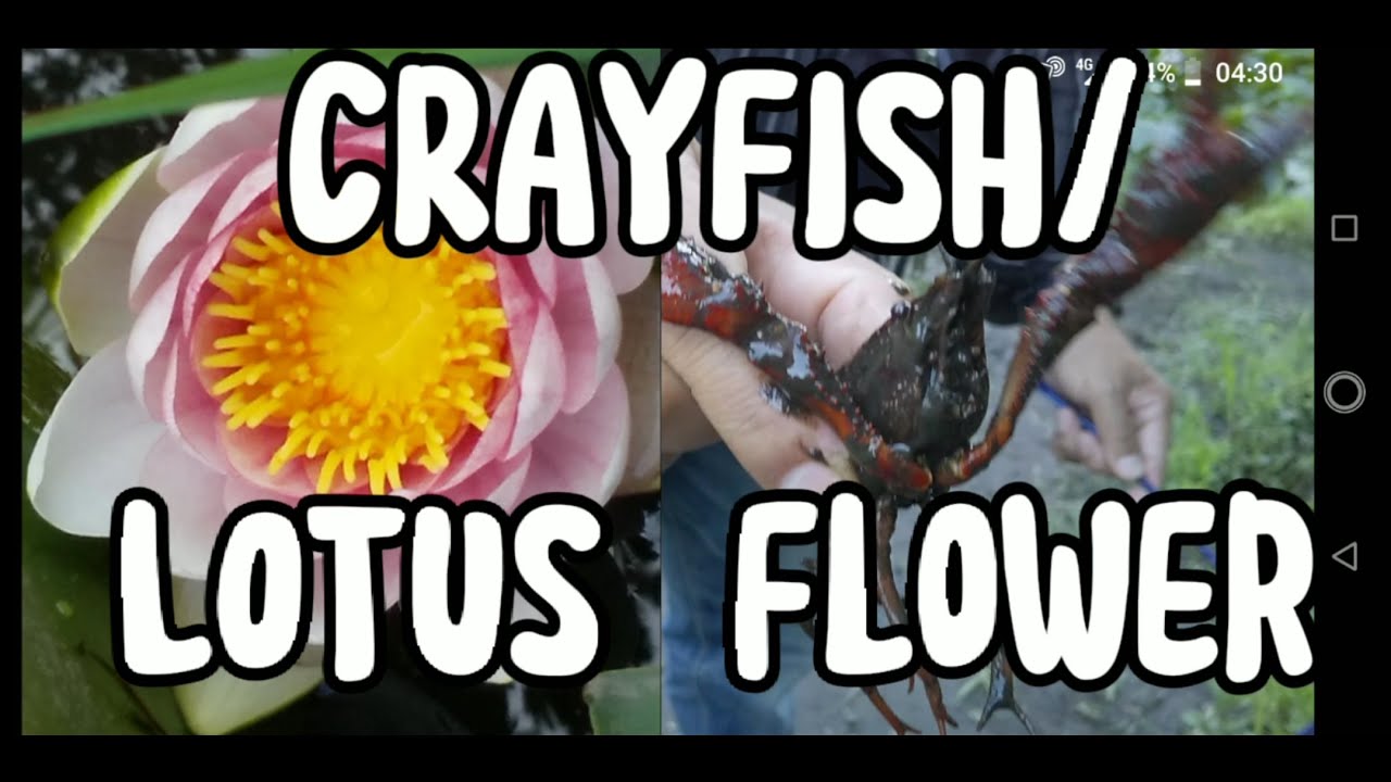 CRAYFISH & LOTUS Flower in HITACHI NAKA , IBARAKI JAPAN #crayfish # ...