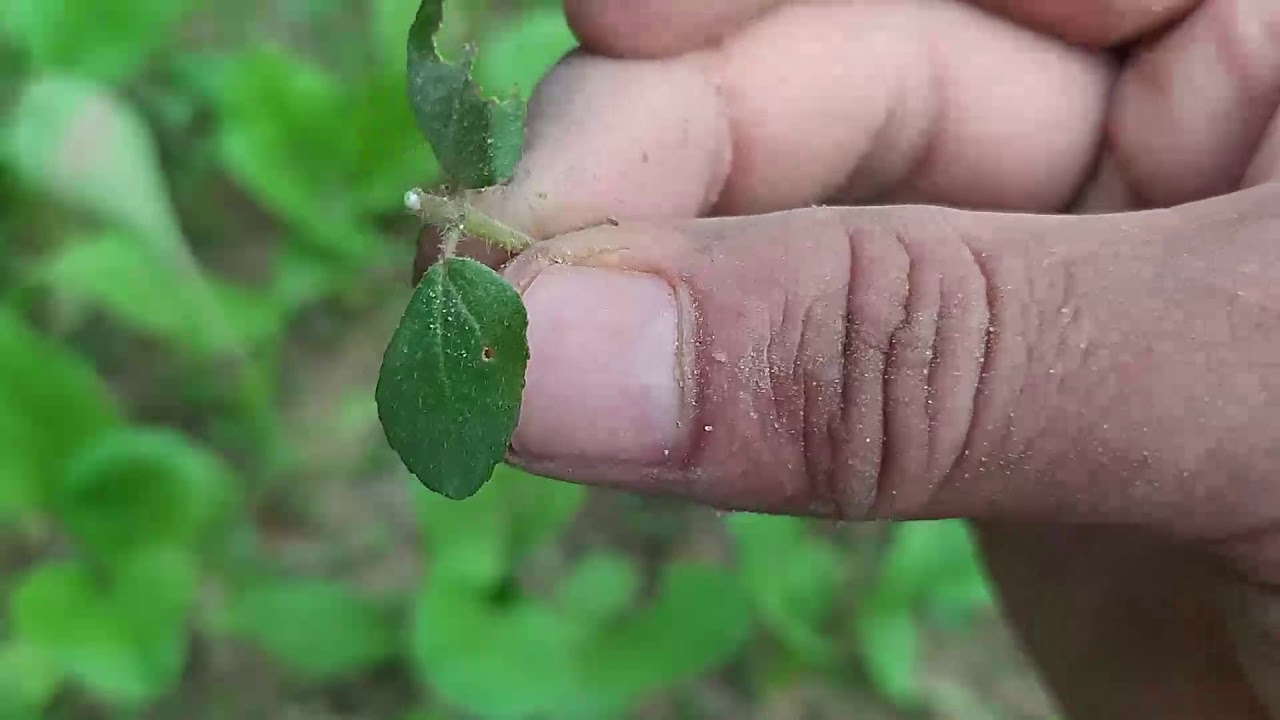 CARA-CARA MERUMPAI DI PLOT KECIL DAN TIBA-TIBA TERJUMPA MAKLUK KECIL ...